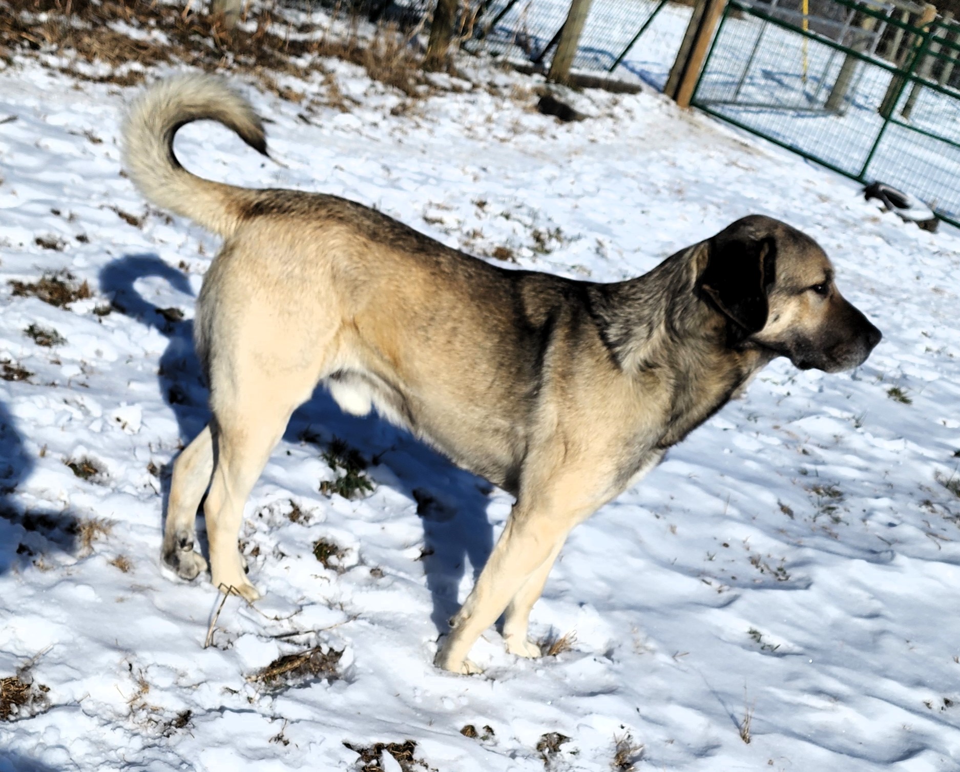 2024 Kangal Puppies For Sale at Von Tassen Farm | Kentucky
